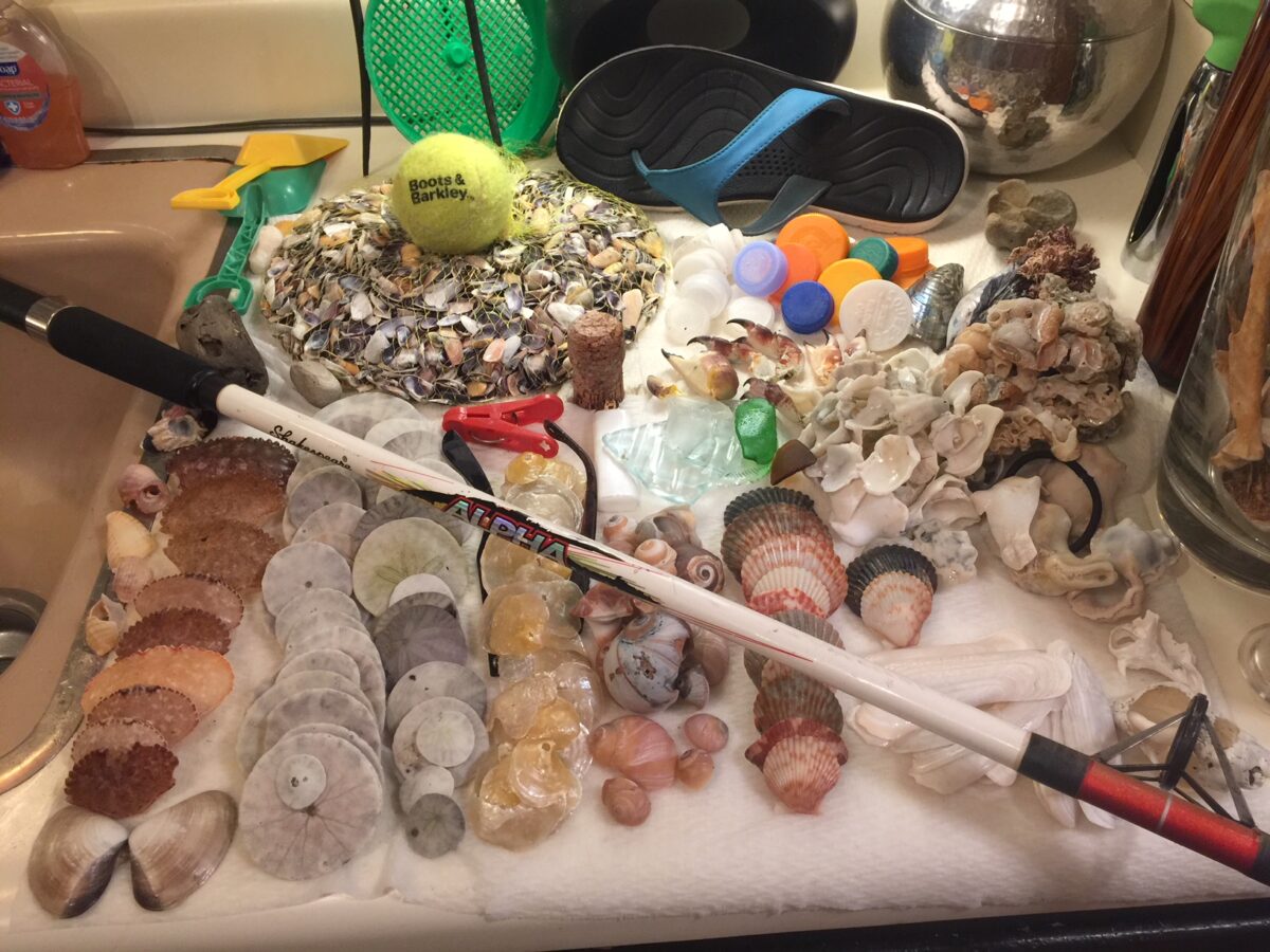 The seashell whisperer - If it washes up on the beach, Hermosa ...