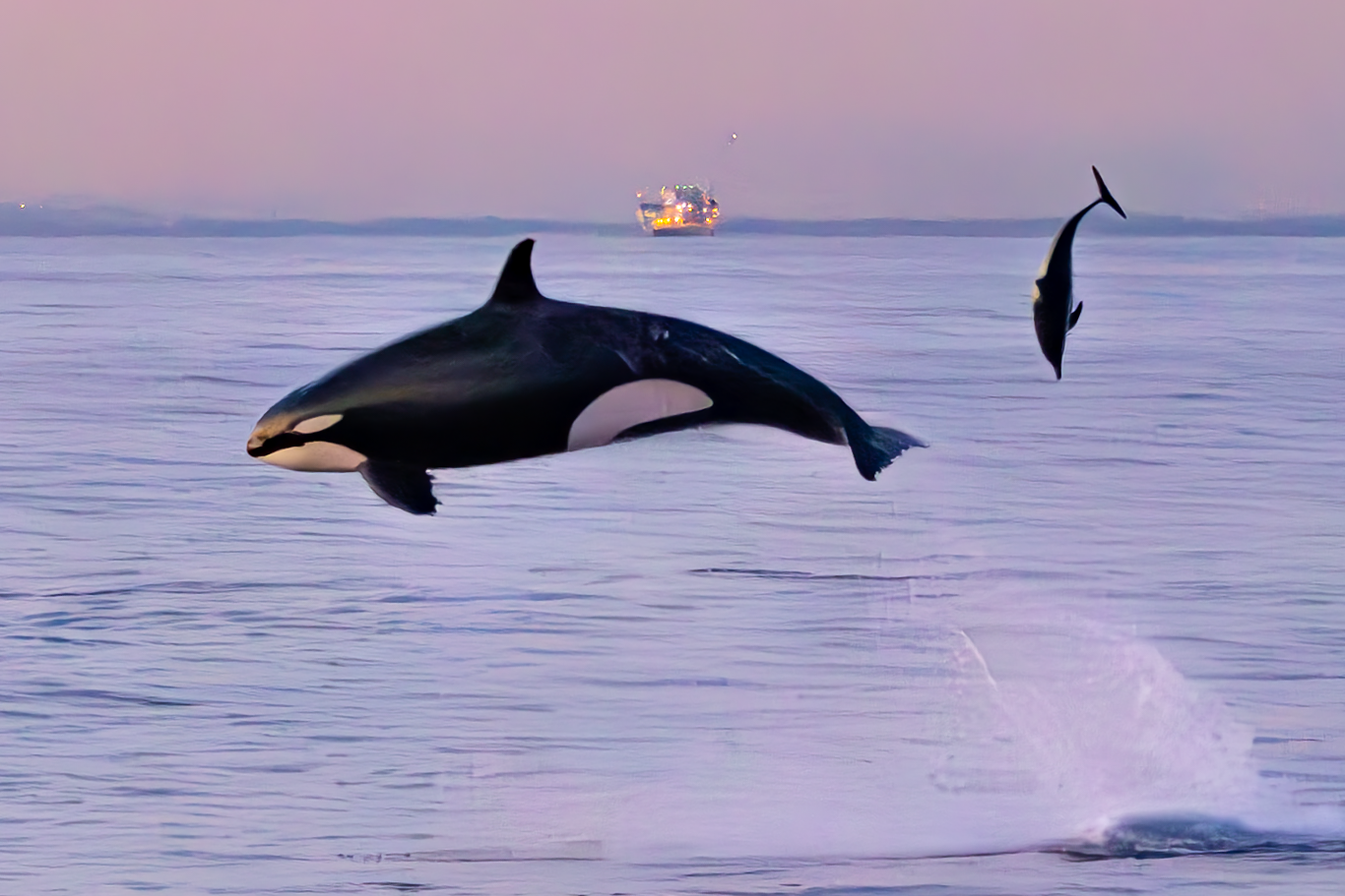 The Orca Hunt: A mysterious pod of killer whales feeds off the PV Coast ...