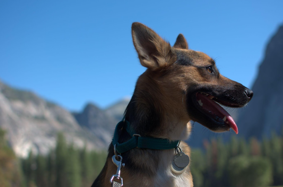 Are Dogs Allowed in Yosemite National Park? - Easy Reader & Peninsula Magazine