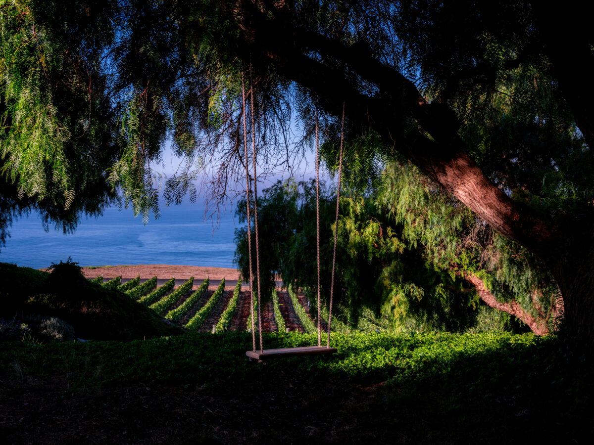 Harvest time with Jim York at Catalina View Gardens winery - Easy ...